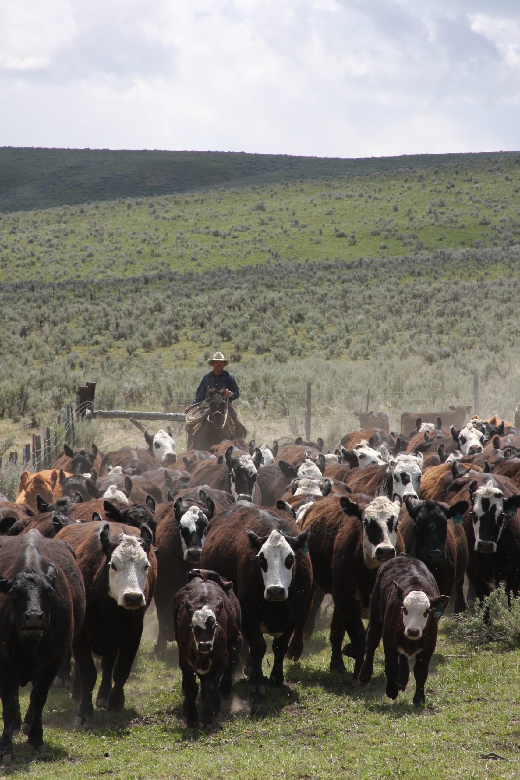 Kay's Korner: Key supply and demand factors | Western Livestock Journal