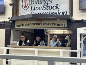 Basin Angus Ranch Female Sale Report: Billings, MT (October 19, 2025)