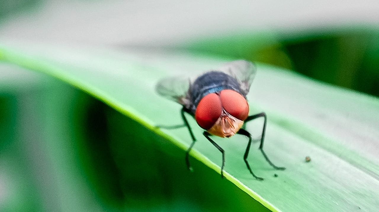 Reports of screwworm in MO are false | Western Livestock Journal