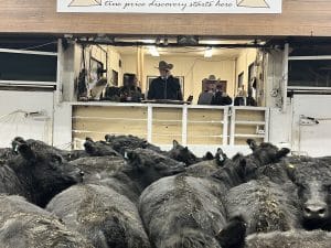 Vermilion Angus Ranch Production Sale Report: Billings, MT (November 29 ...