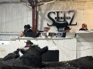 Sitz Angus Ranch Sale Report: Harrison, MT (December 5, 2024)