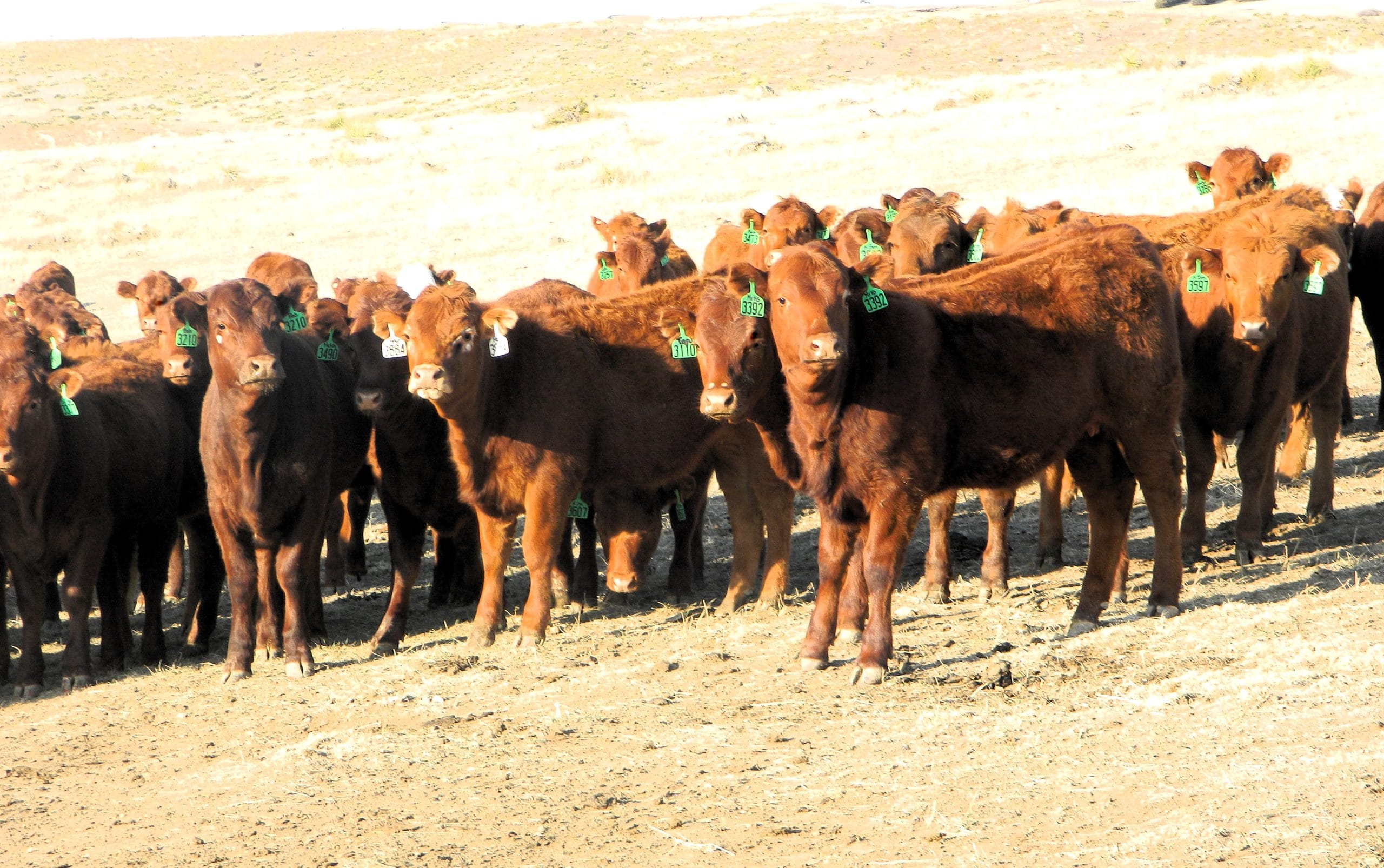 The 5% factor for improving profitability for cow-calf producers ...