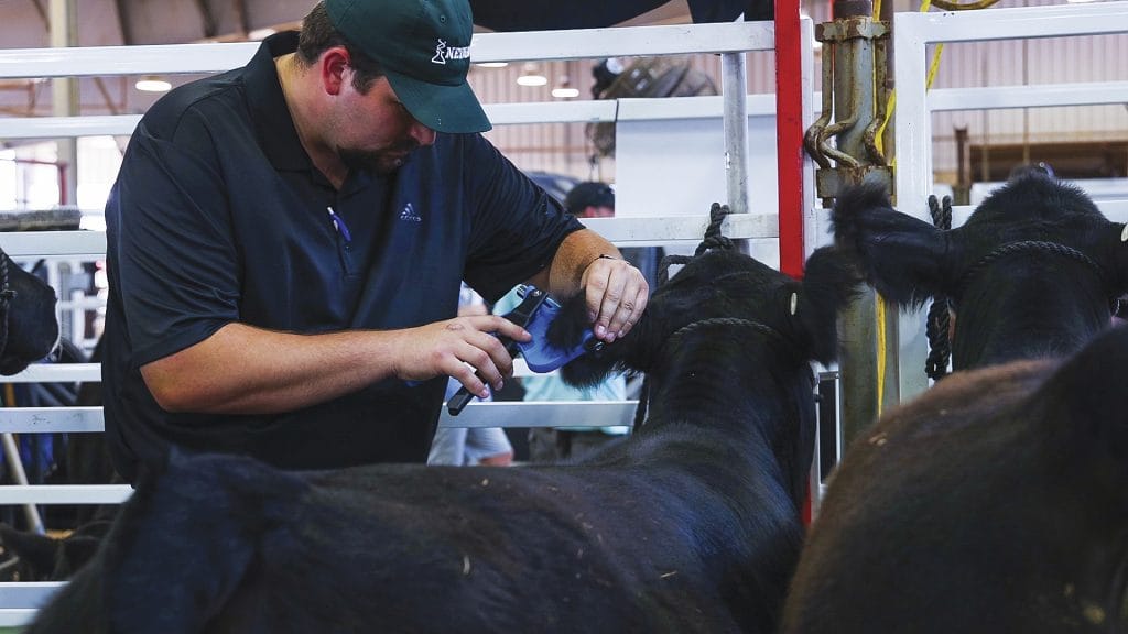 ASA partners with Neogen to offer DNA testing at show | Western ...