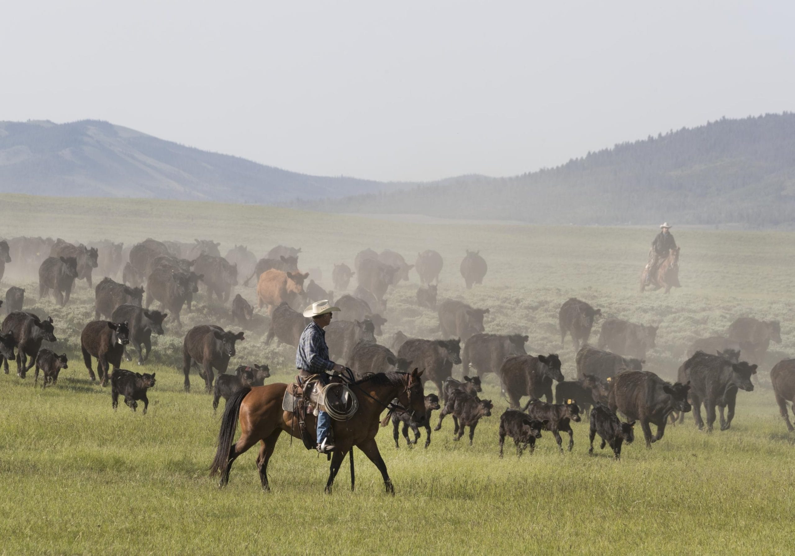 Rebuilding the beef cow herd | Western Livestock Journal