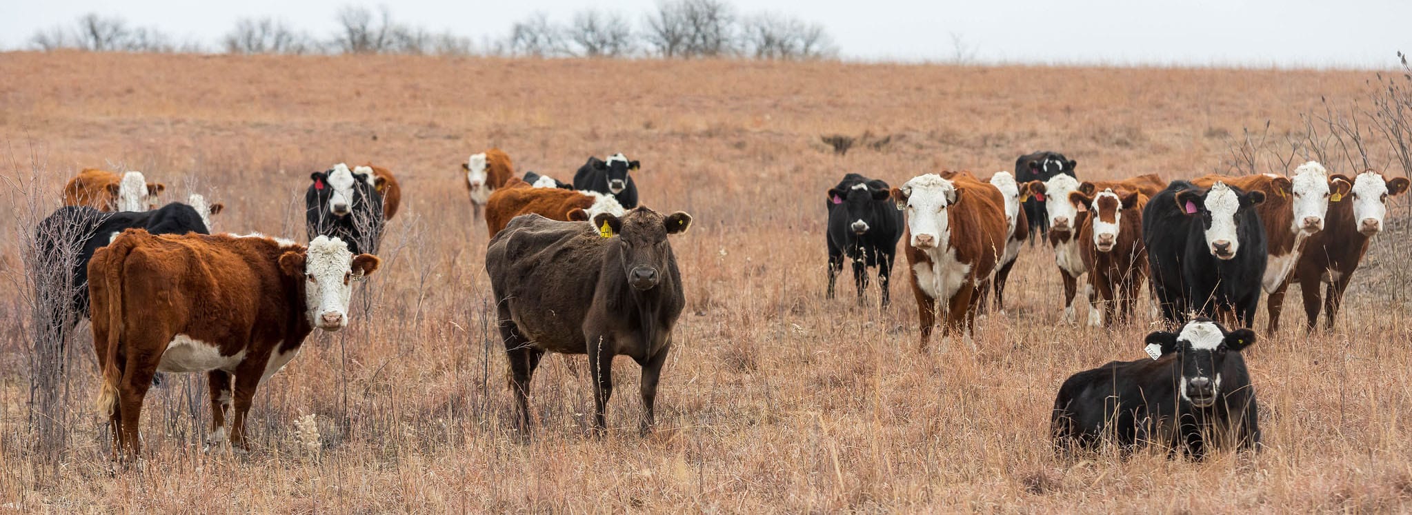 Adapting to nutritional needs for older cows | Western Livestock Journal