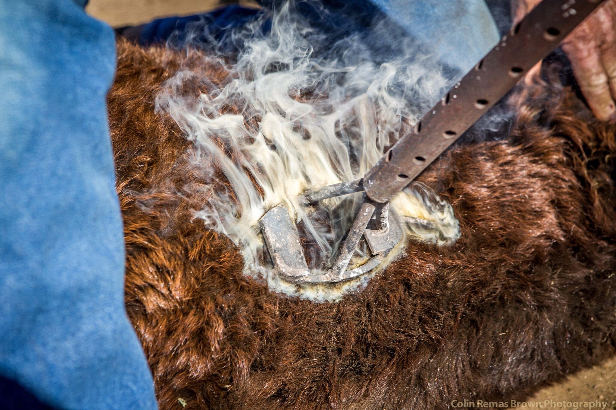 CDA proposes brand fee, assessment increase | Western Livestock Journal