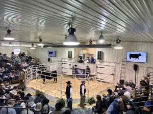 Ellingson Angus Production Sale Report: St Anthony, ND (February 1, 2025)