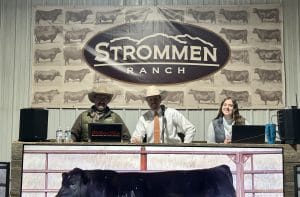 Strommen Ranch Bull Sale Report: Solen, ND (February 15, 2025)
