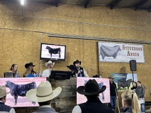 Stevenson Angus Ranch Bull Sale Report: White Sulphur Springs, MT ...