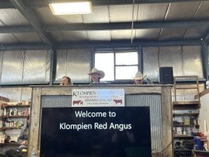 Klompien Red Angus Bull Sale Report: Manhattan, MT (March 19, 2025)
