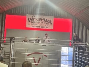 Westphal Red Angus Production Sale Report: Grass Range, MT (March 26, 2025)