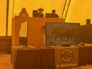 5L Red Angus Sale Report: Sheridan, MT (April 11, 2025)