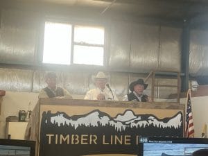 Timber Line Ranch Bull Sale Report: Manhattan, MT (April 18, 2025)