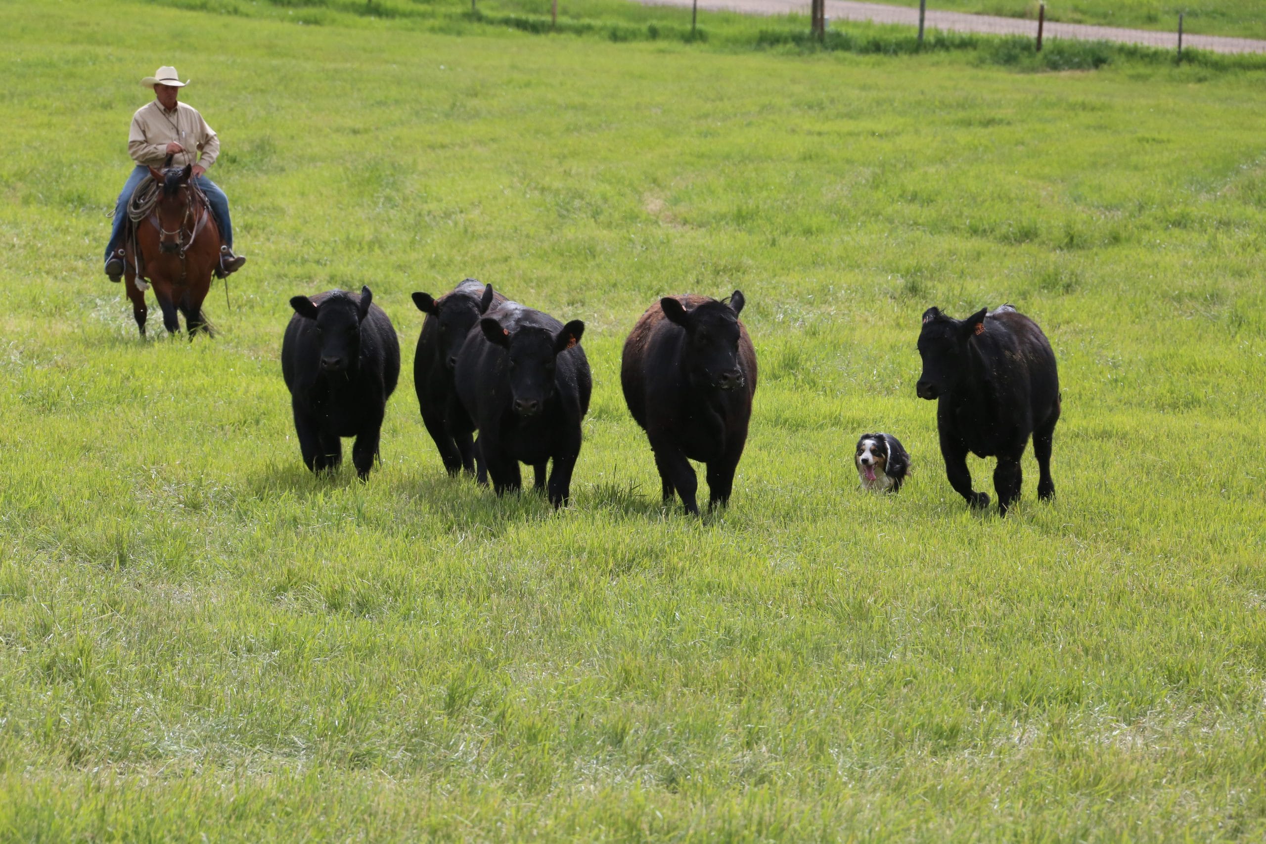 The Viewpoint with Juan Reyes | Western Livestock Journal