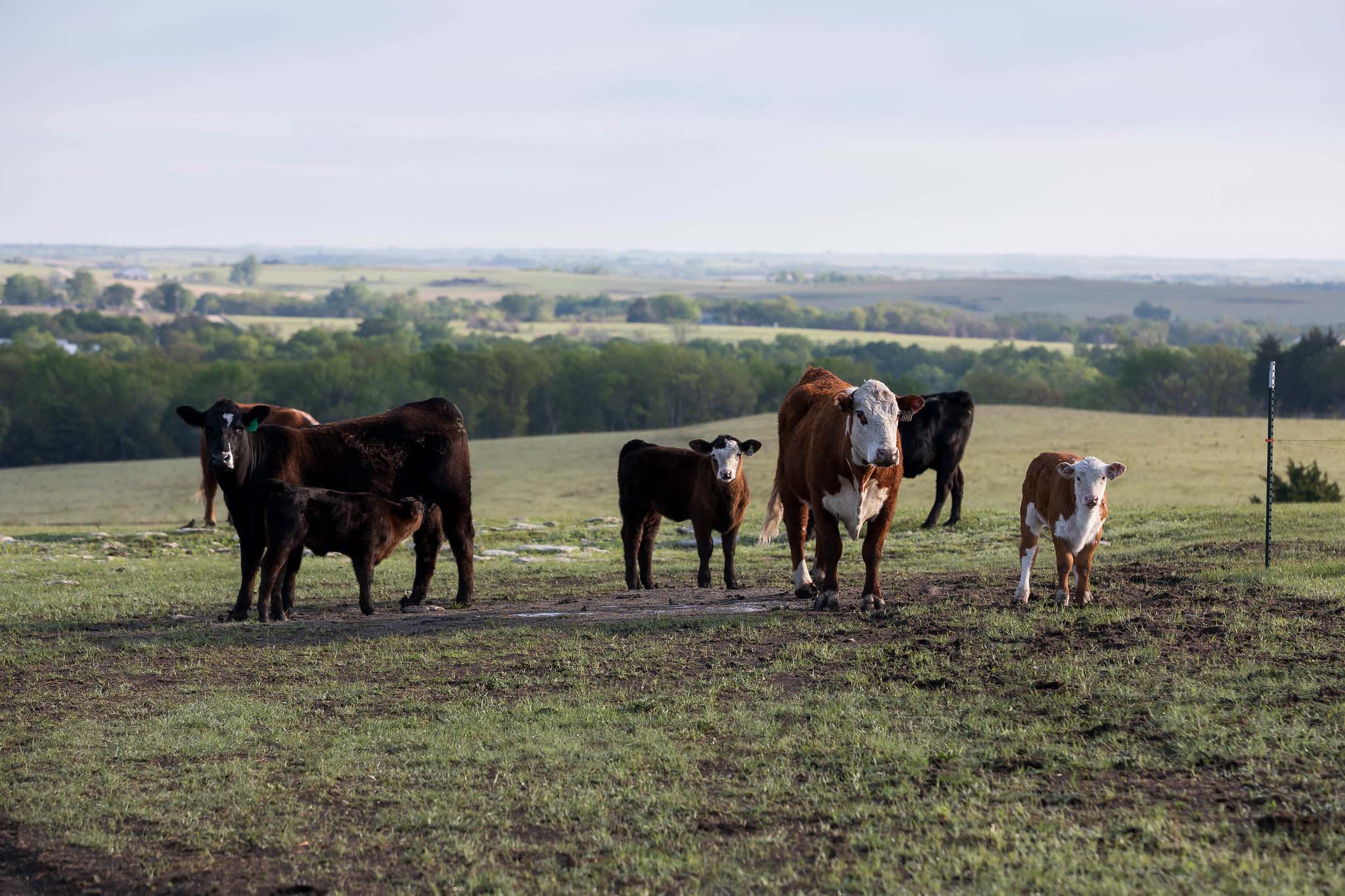 Metrics that indicate success in a cow-calf operation | Western ...