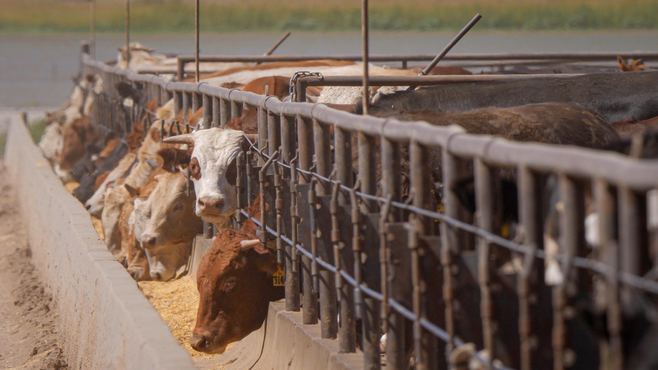 Ensuring success for a producer's calves after they leave the ranch ...