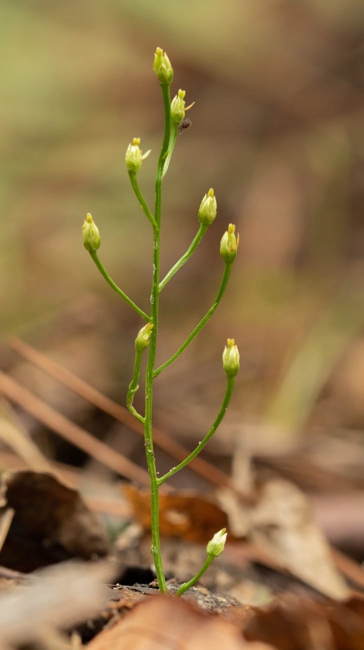 Texas screwstem protections not warranted | Western Livestock Journal