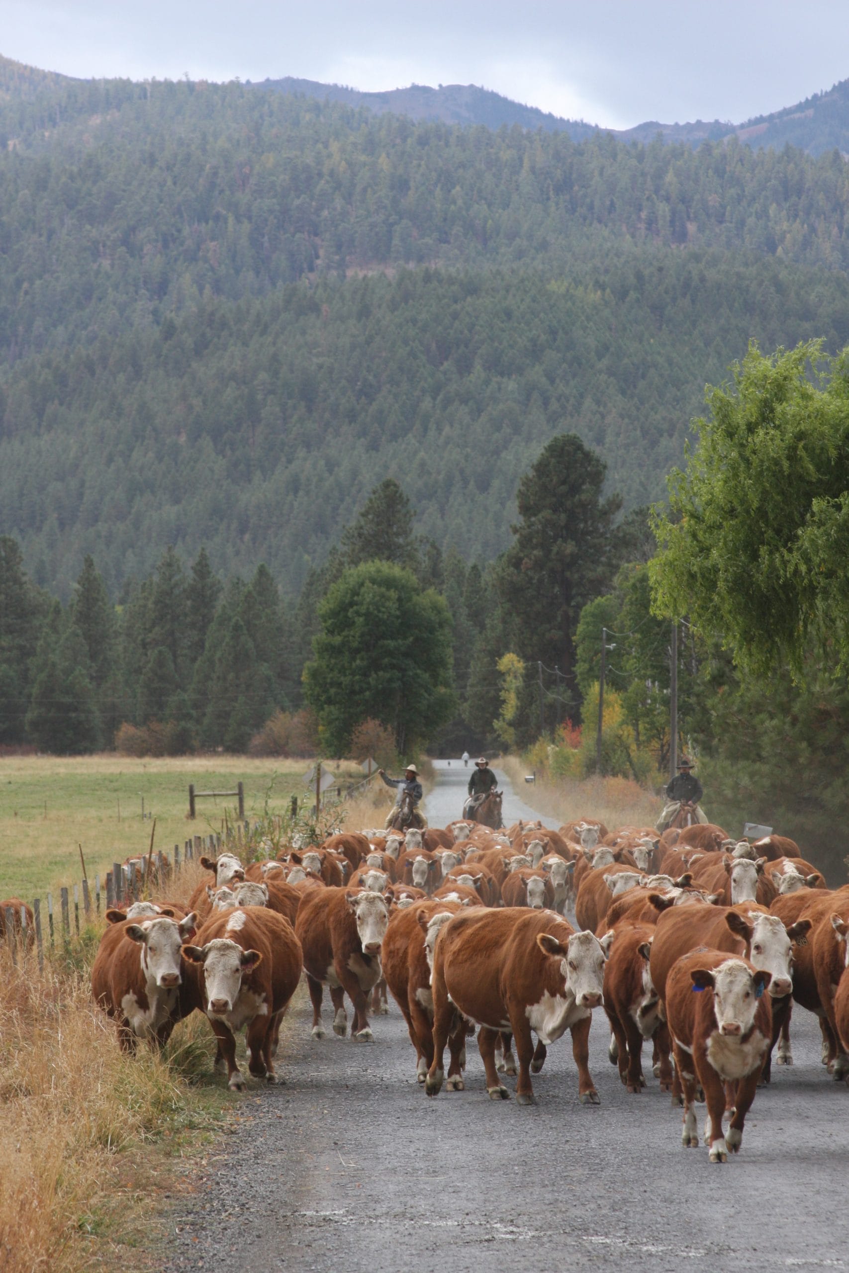 Family farms remain the backbone of agriculture | Western Livestock Journal