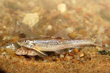 Peppered chub draft recovery plan released | Western Livestock Journal