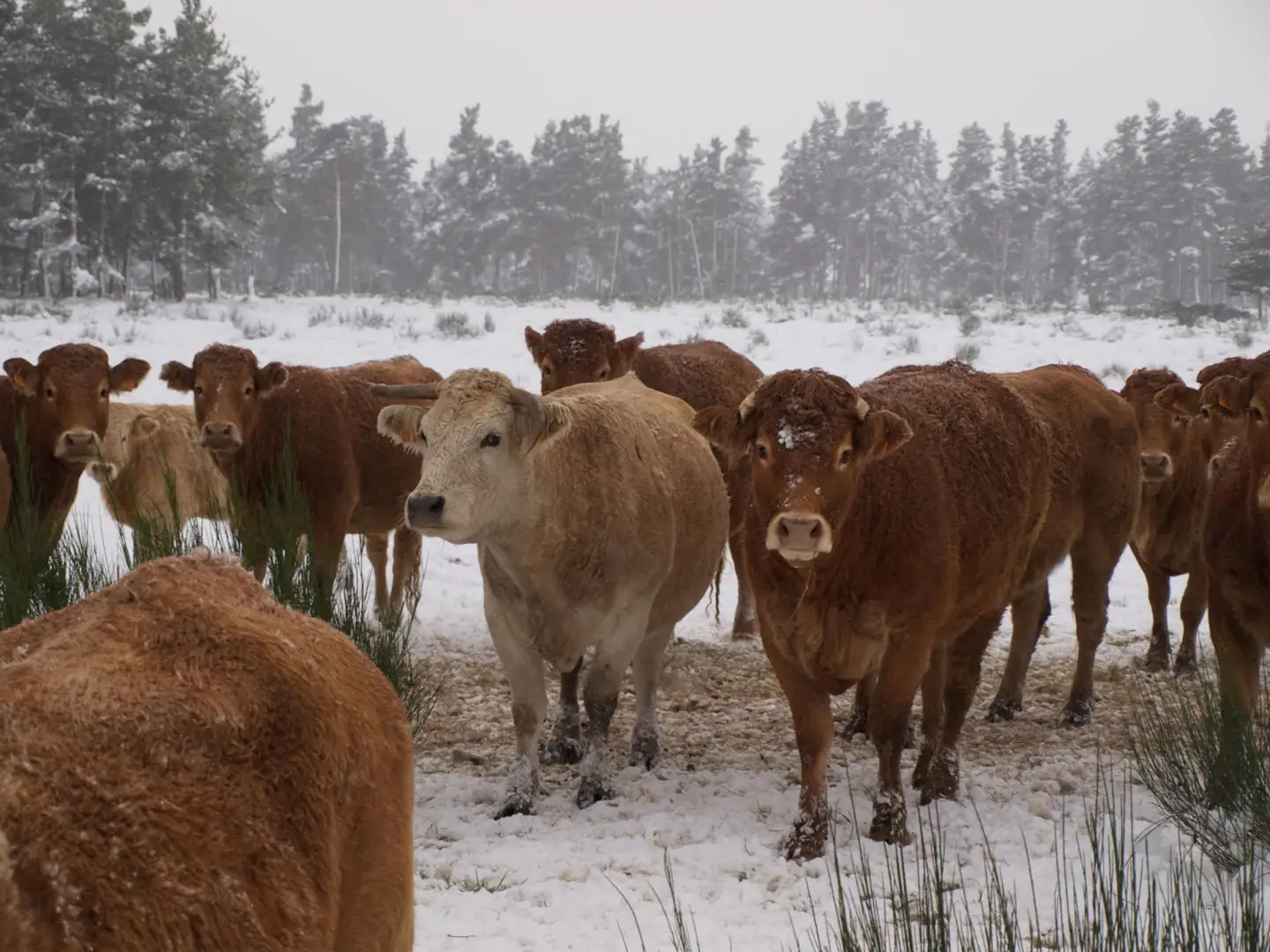 Cattle prices: A look back … and a look ahead | Western Livestock Journal