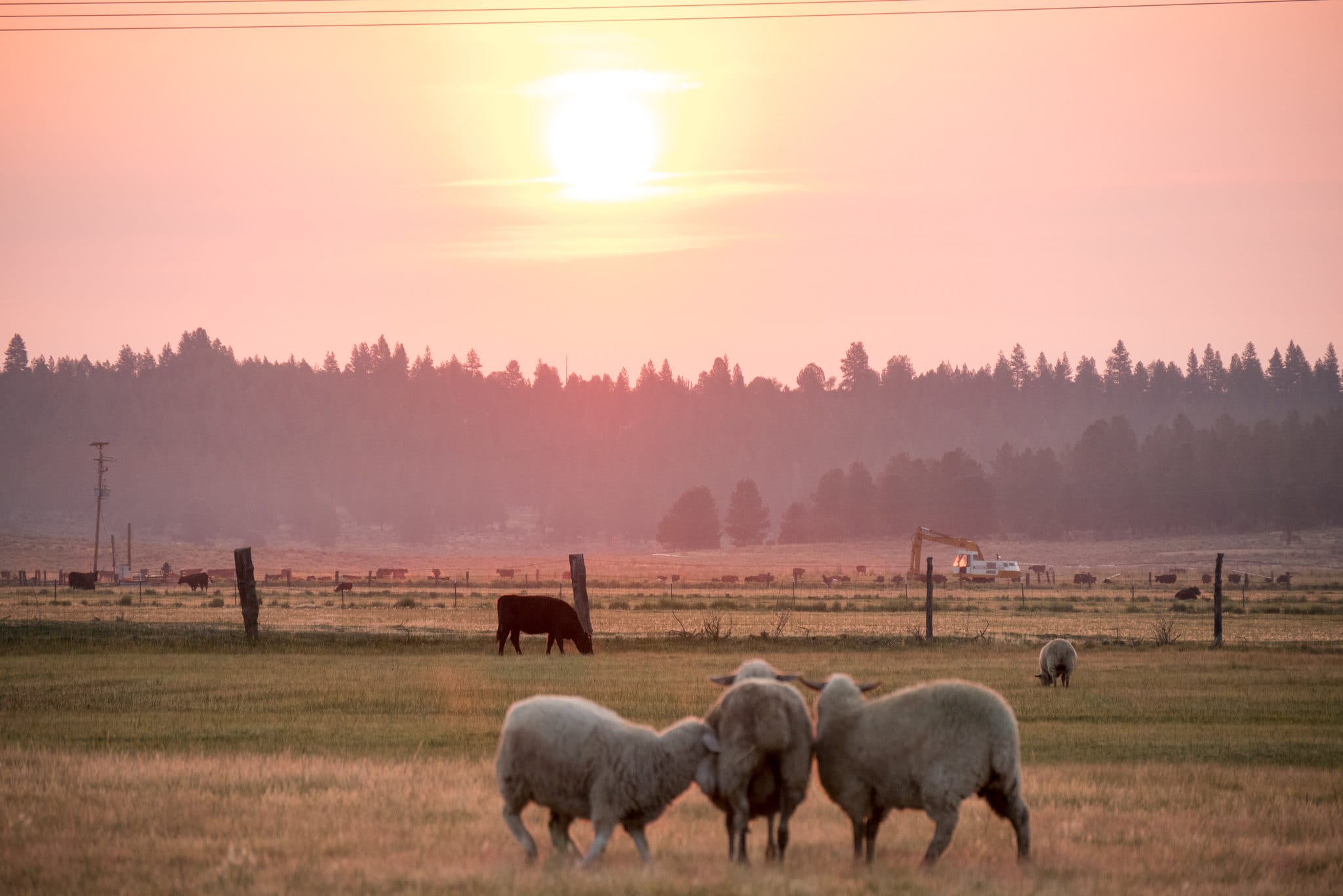 Industry scrutinizes rising lamb, beef imports | Western Livestock Journal