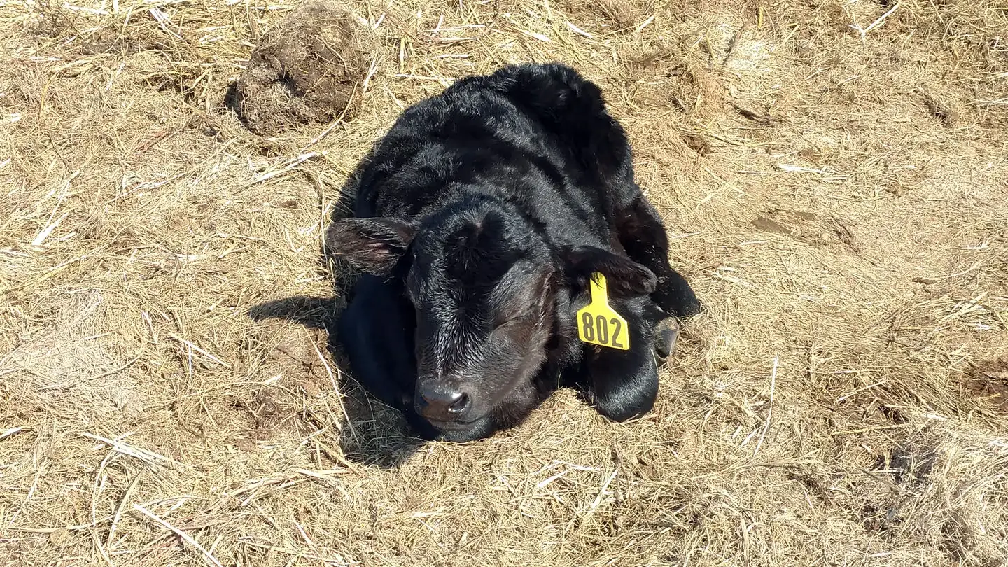 Calving management to reduce disease risk | Western Livestock Journal