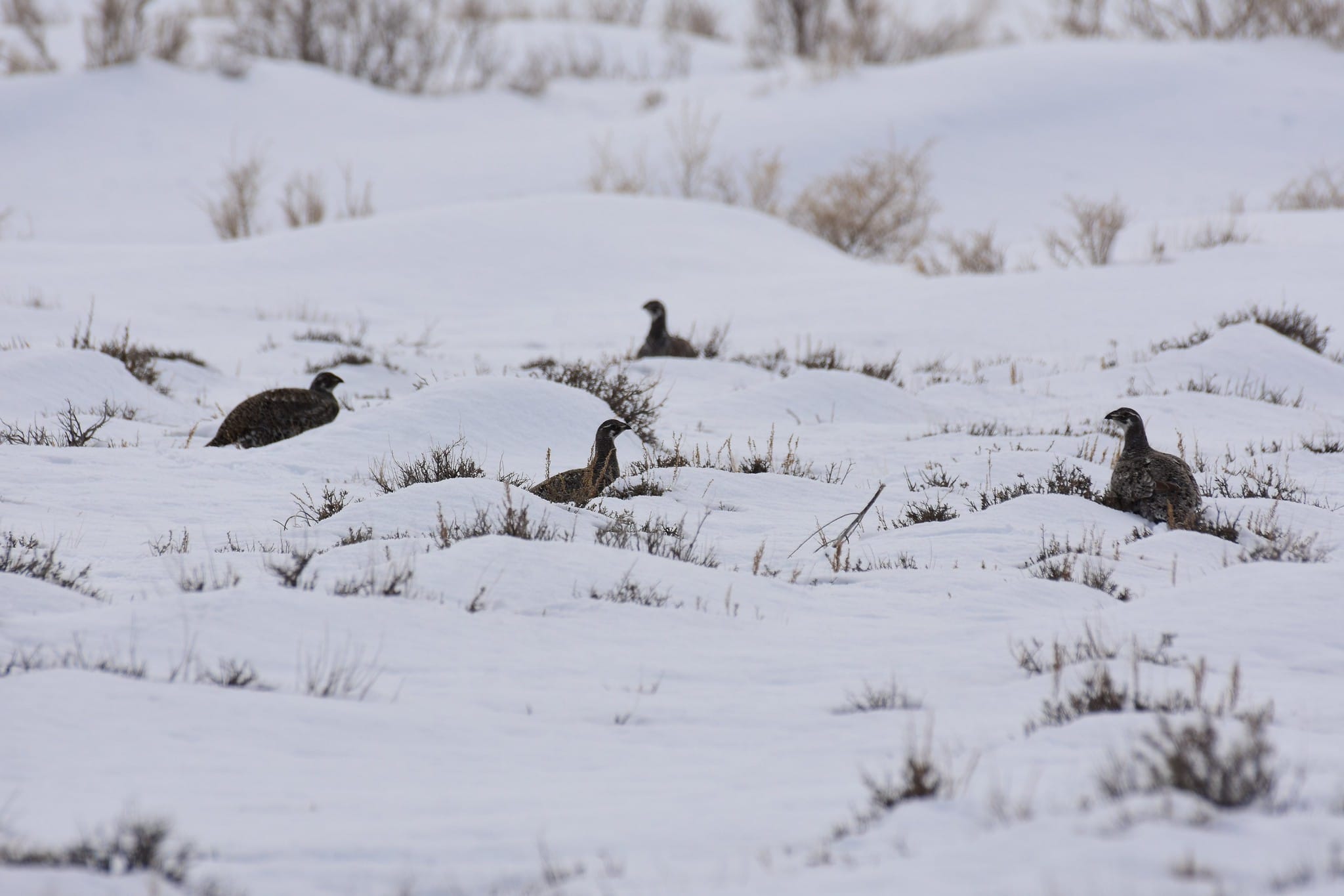 BLM finalizes sage grouse plans, expands energy access | Western ...