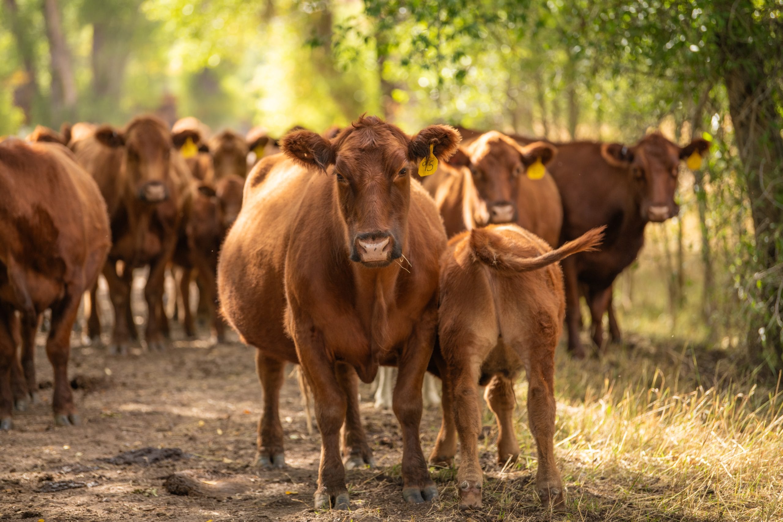 Where maternal cows meet measurable performance | Western Livestock Journal