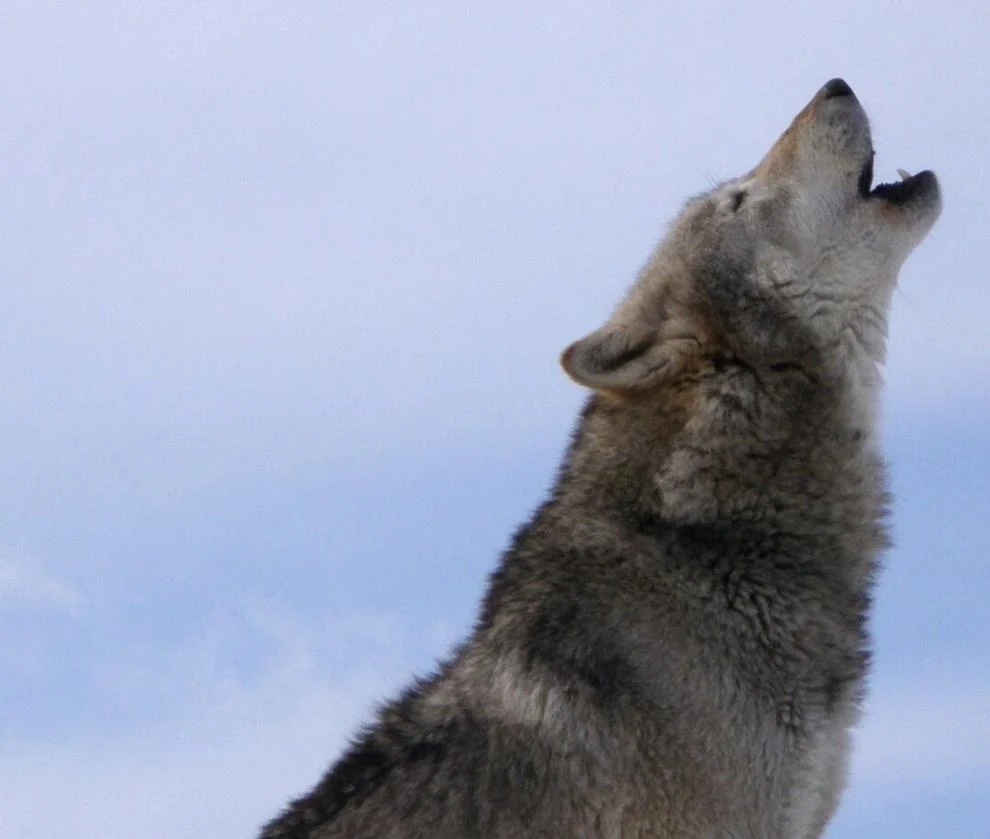 USFWS stops work on gray wolf recovery plan | Western Livestock Journal