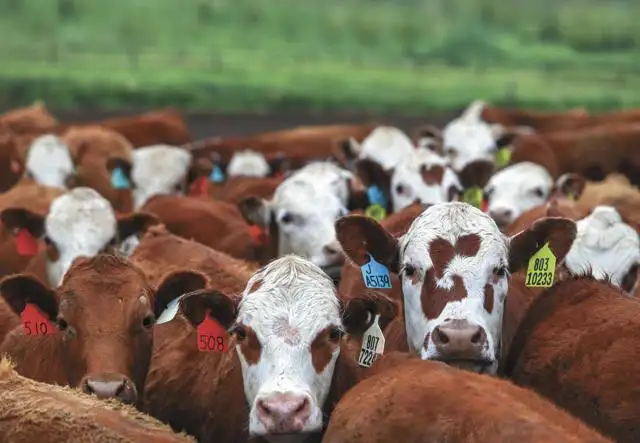 USDA to reinstate July Cattle inventory report | Western Livestock Journal