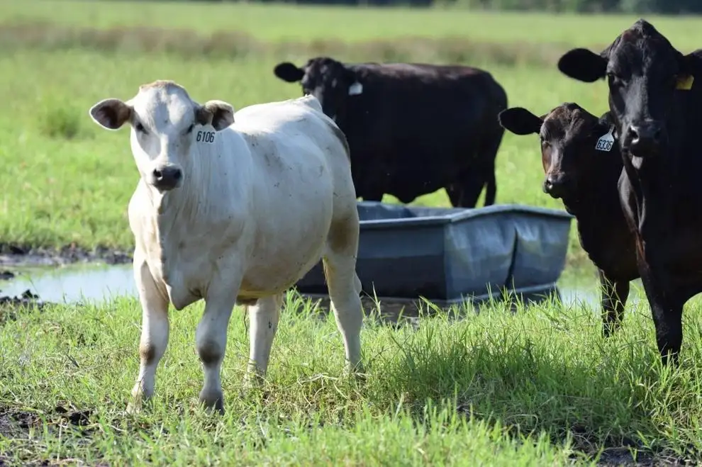 Terminal crossbreeding: A missed opportunity | Western Livestock Journal