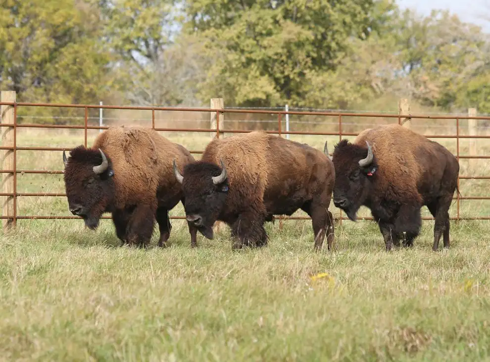MT sues Yellowstone over bison management plan | Western Livestock Journal