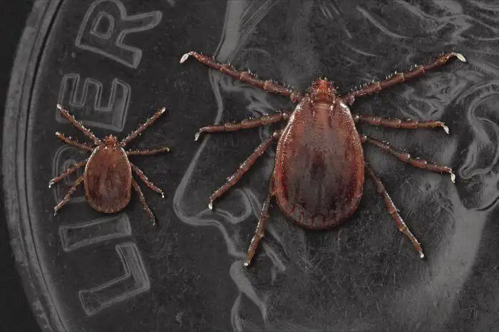 IA producers urged to monitor for ticks | Western Livestock Journal