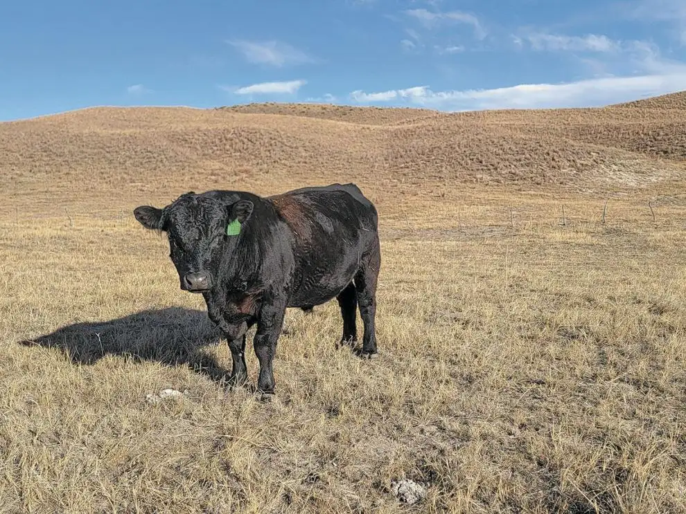 Managing bulls between breeding seasons | Western Livestock Journal