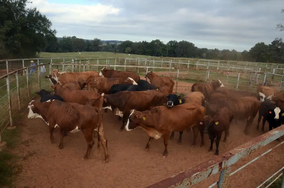 Cattle and beef markets charge into 2025 | Western Livestock Journal