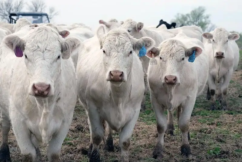 Livestock disaster aid deadline is Jan. 30 | Western Livestock Journal