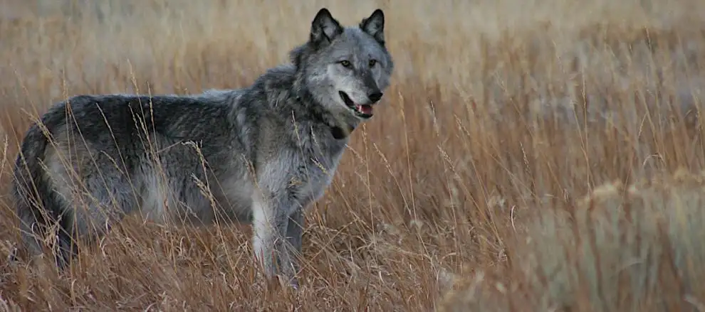 CDFW releases new wolf tracking system | Western Livestock Journal