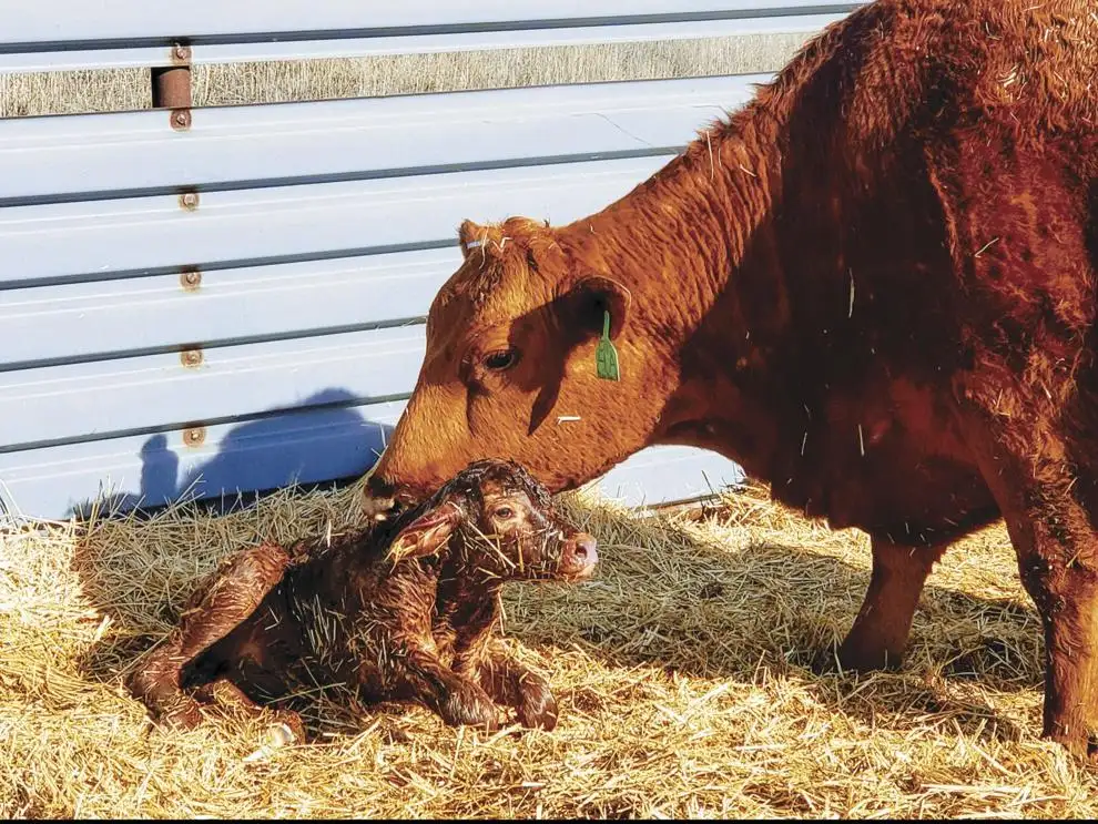 Upside of a short calving season | Western Livestock Journal